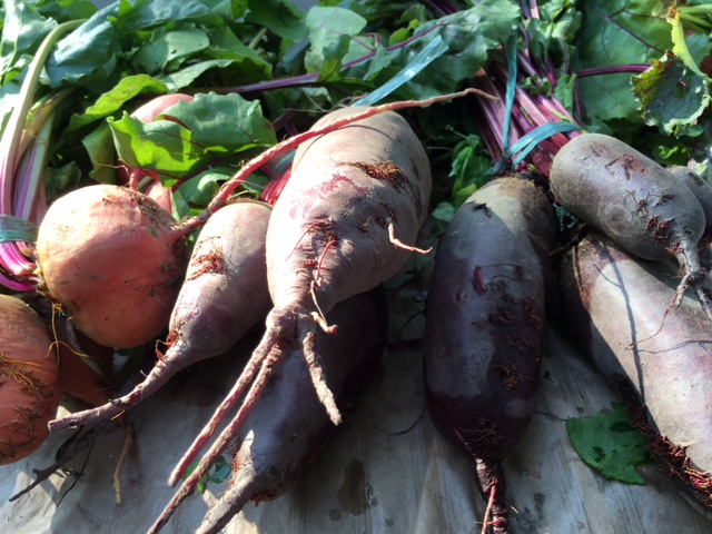 Joël Thiebault et les variétés de betterave - Laurent Mariotte