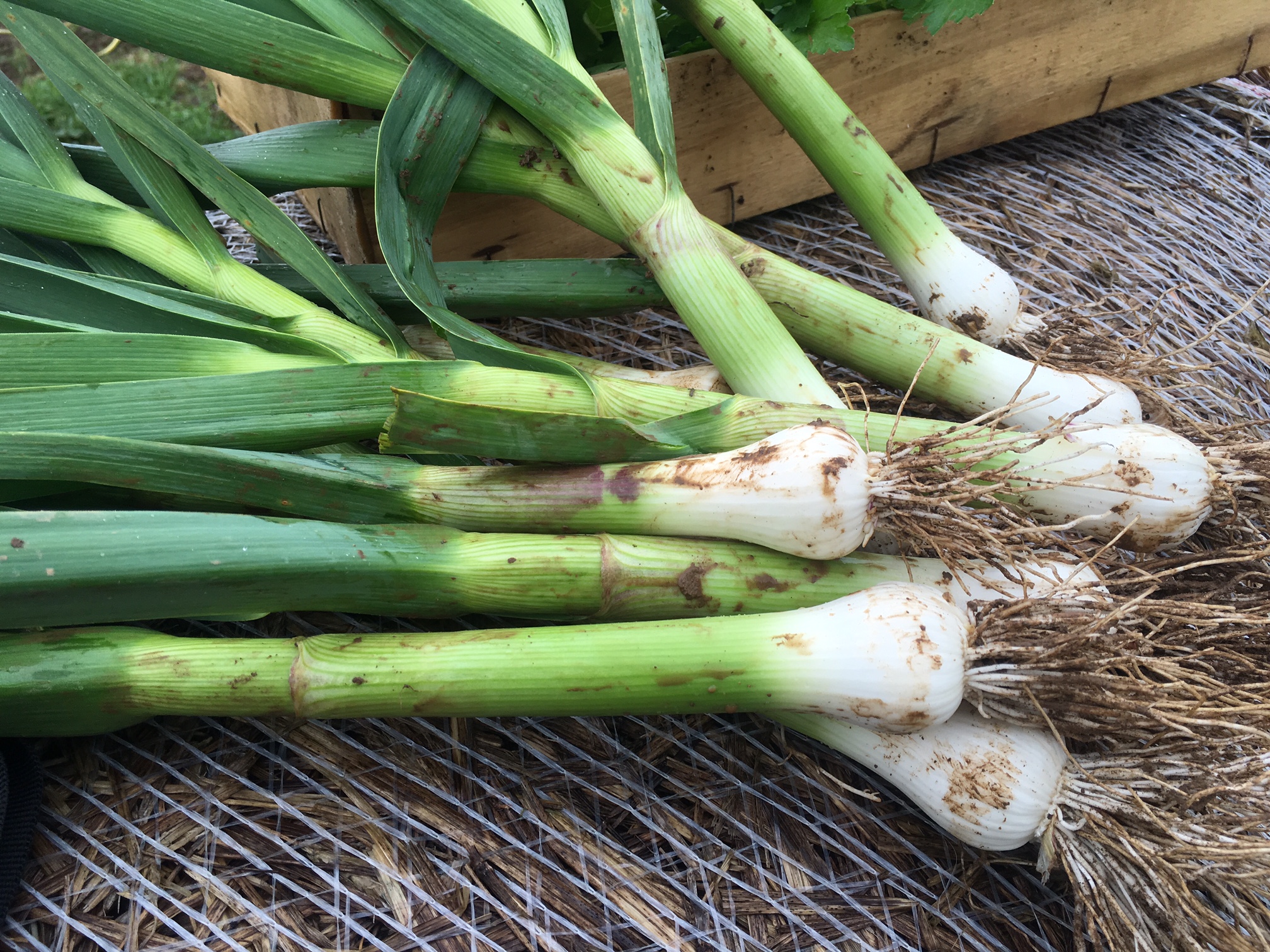 France Info / L'ail nouveau et le festival de Cannes - Laurent Mariotte